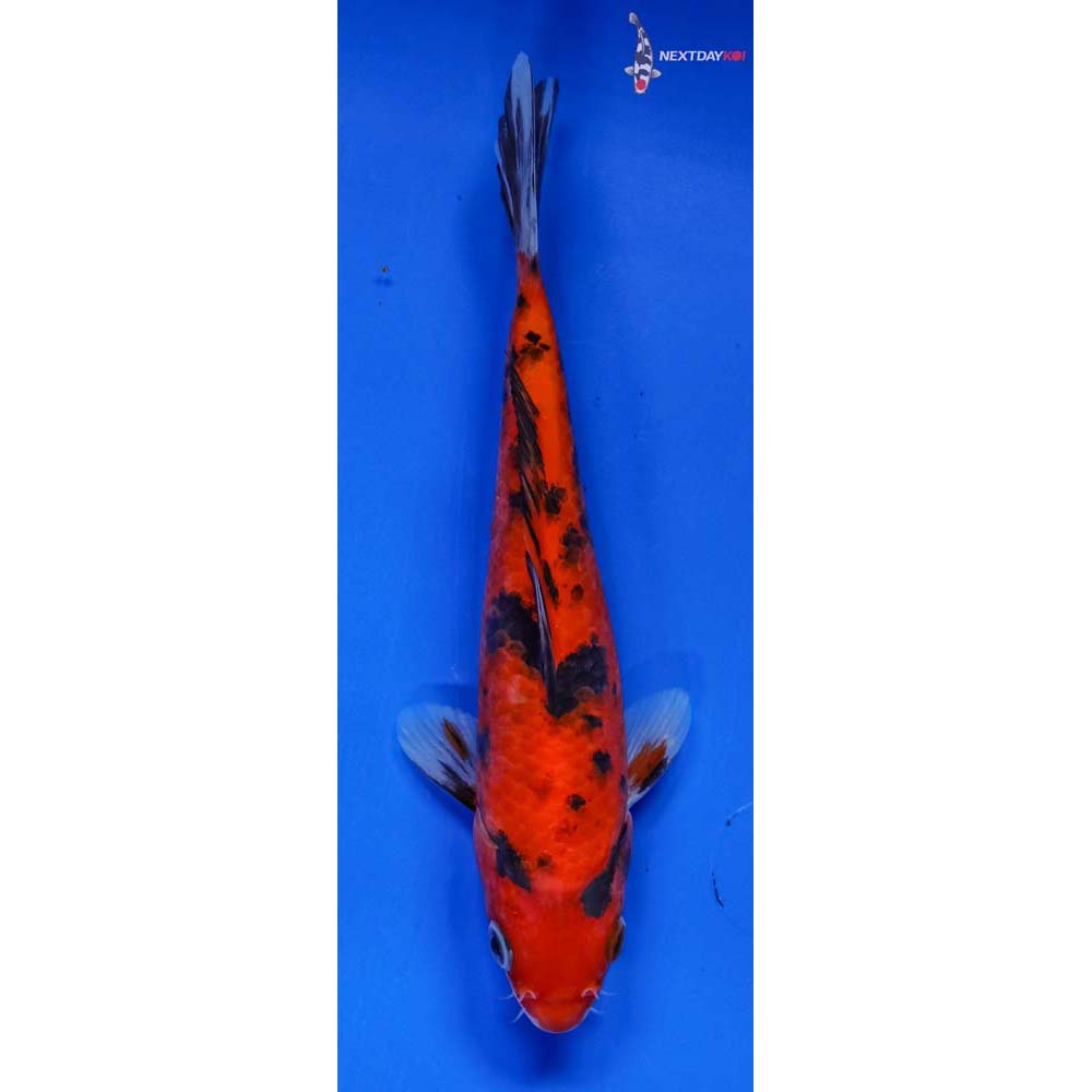 6” Imported Aka Sanke | Koi Fish For Sale
