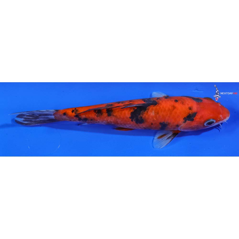 6” Imported Aka Sanke | Koi Fish For Sale