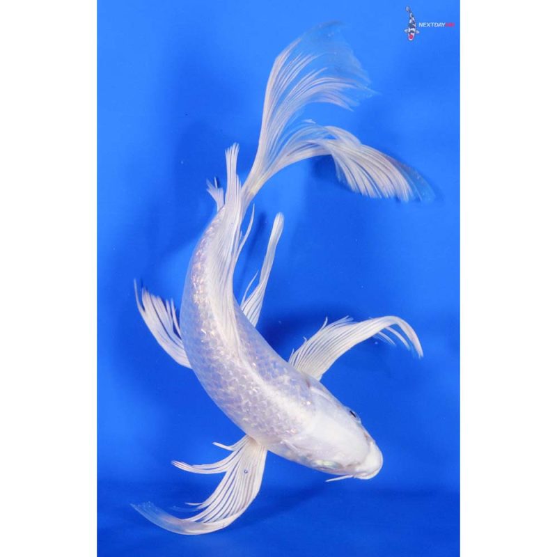Platinum Ogon | Koi Fish For Sale | Next Day Koi