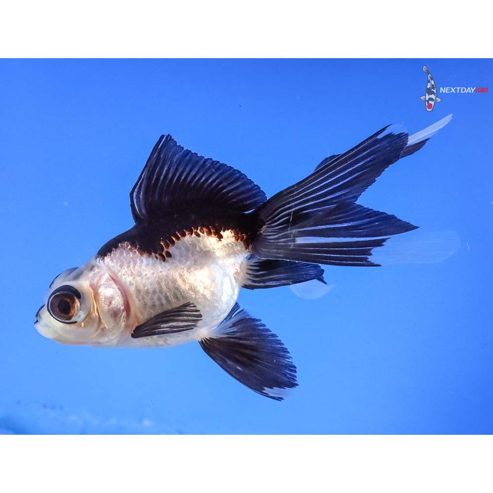 4” Imported White and Black Telescope Fantail | Koi Fish For Sale