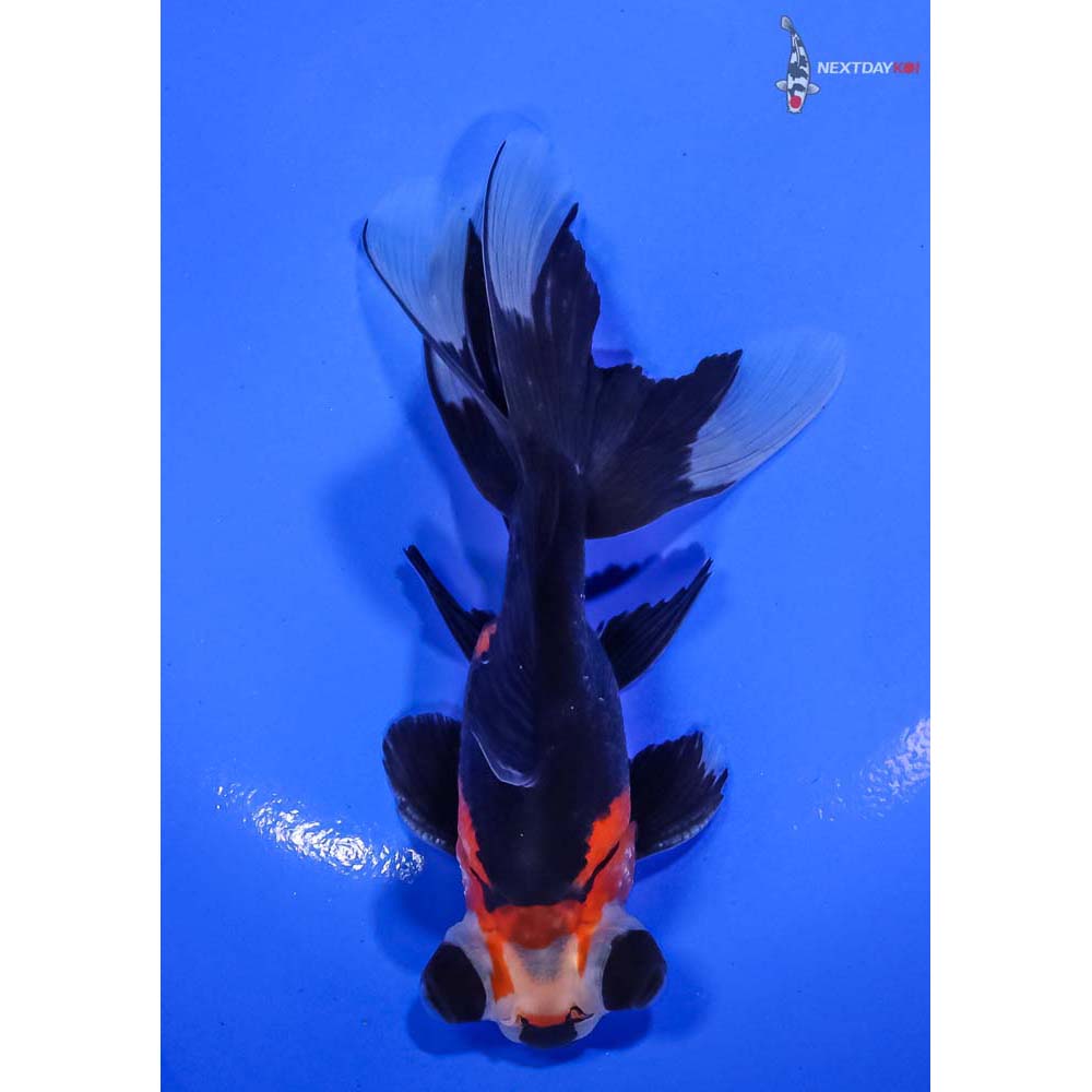 4.5” Imported Male Tri Color Telescope Fantail | Koi Fish For Sale