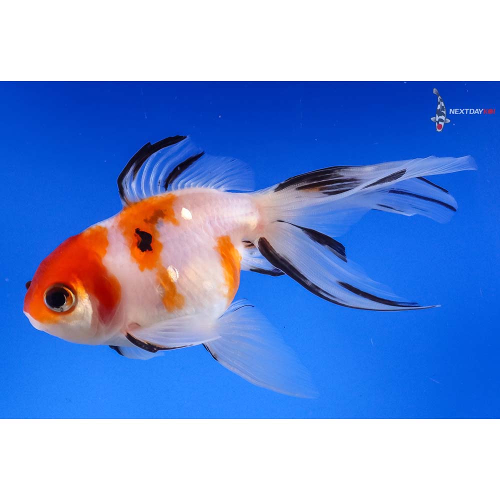 5” Imported Calico Butterfly Tail | Koi Fish For Sale