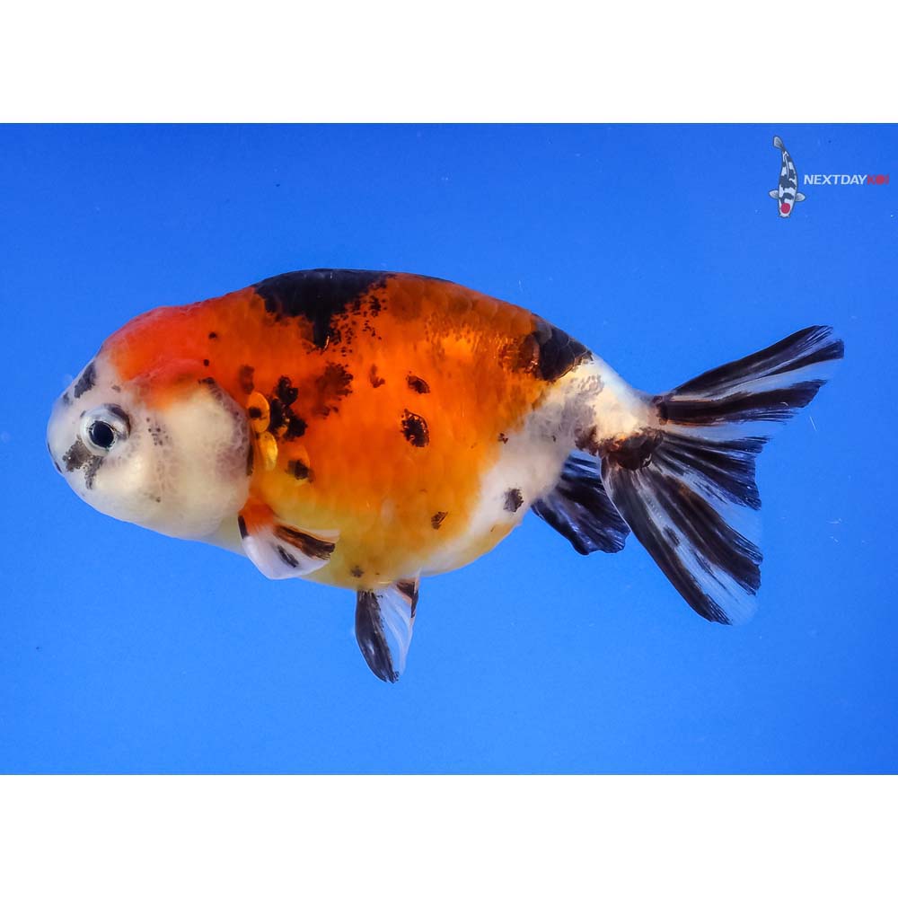 3.5” Imported Male Calico Ranchu | Koi Fish For Sale