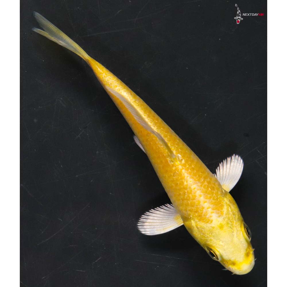 3” Yamabuki Ogon | Koi Fish For Sale