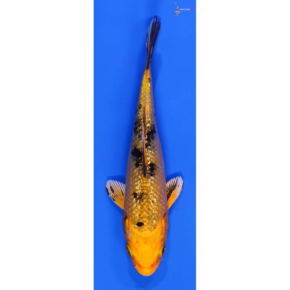 3.5” Gin Rin Kin Aka Bekko | Koi Fish For Sale