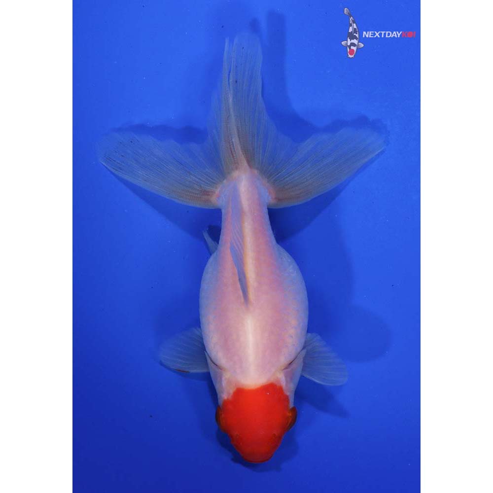 4” Imported Red and White Ryukin | Koi Fish For Sale