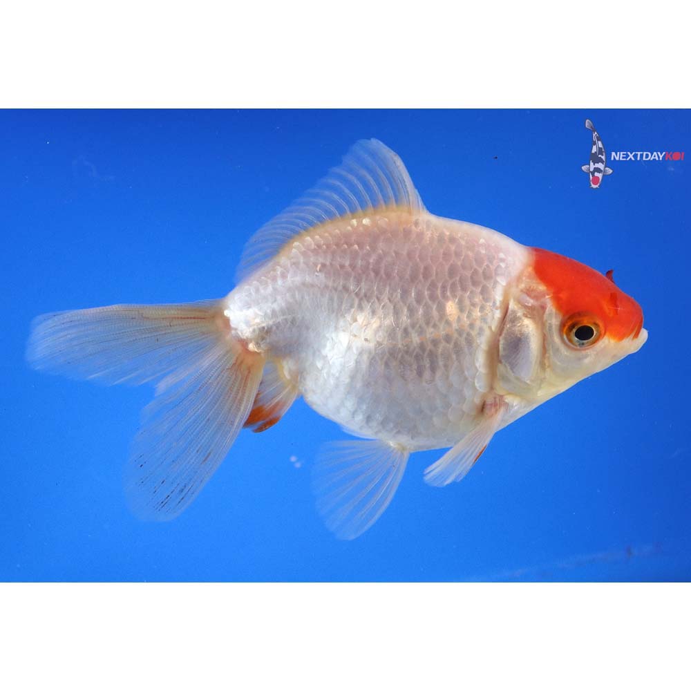 4” Imported Red and White Ryukin | Koi Fish For Sale