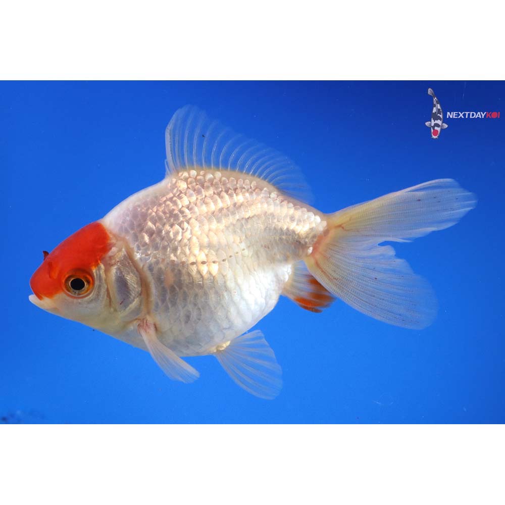 4” Imported Red and White Ryukin | Koi Fish For Sale