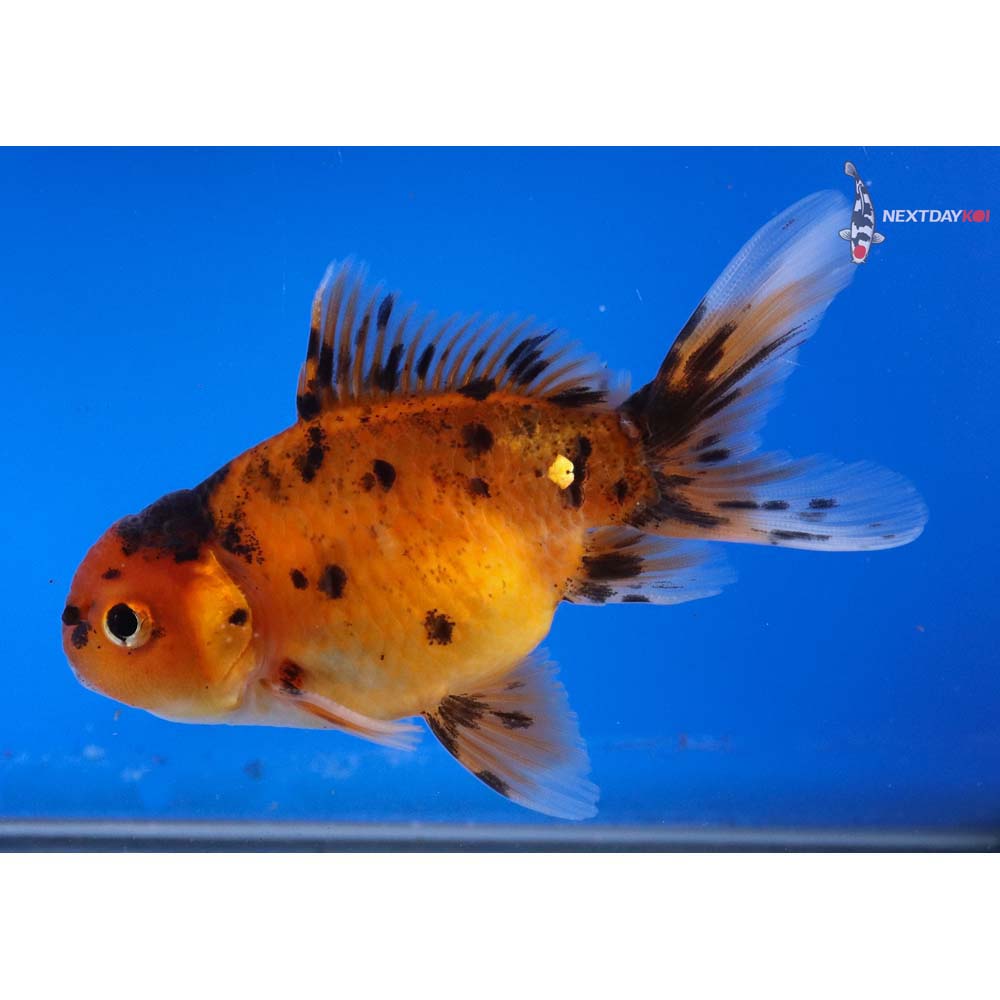 4” Imported Male Calico Oranda | Koi Fish For Sale