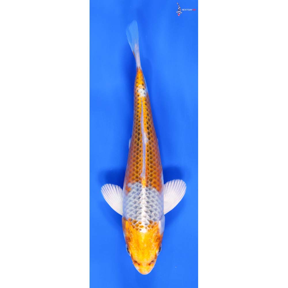 Koi Fish For Sale | Next Day Koi