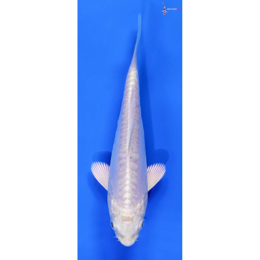 Platinum Ogon | Koi Fish For Sale | Next Day Koi