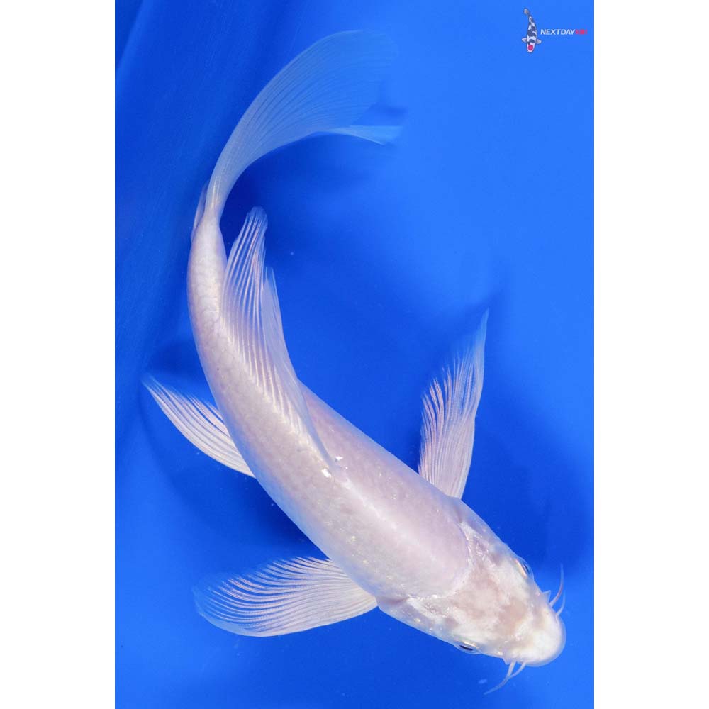 Platinum Ogon | Koi Fish For Sale | Next Day Koi