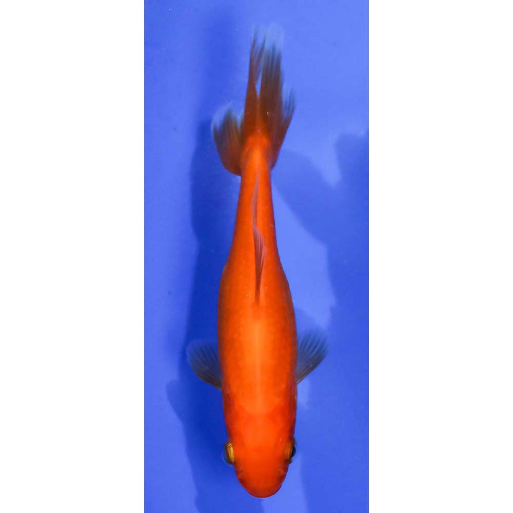 3.5” Imported Red and White Wakin | Koi Fish For Sale