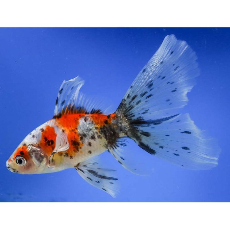 5” Imported Male Bristol Shubunkin | Koi Fish For Sale