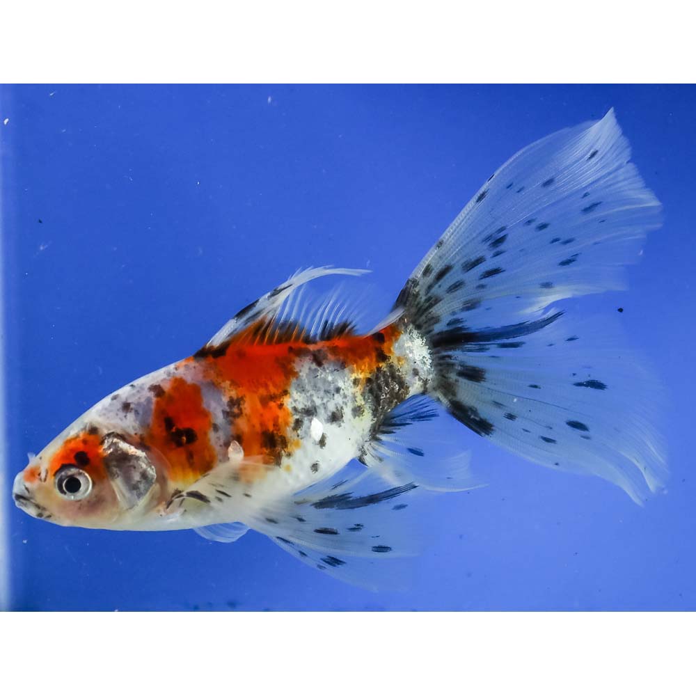 5” Imported Male Bristol Shubunkin | Koi Fish For Sale