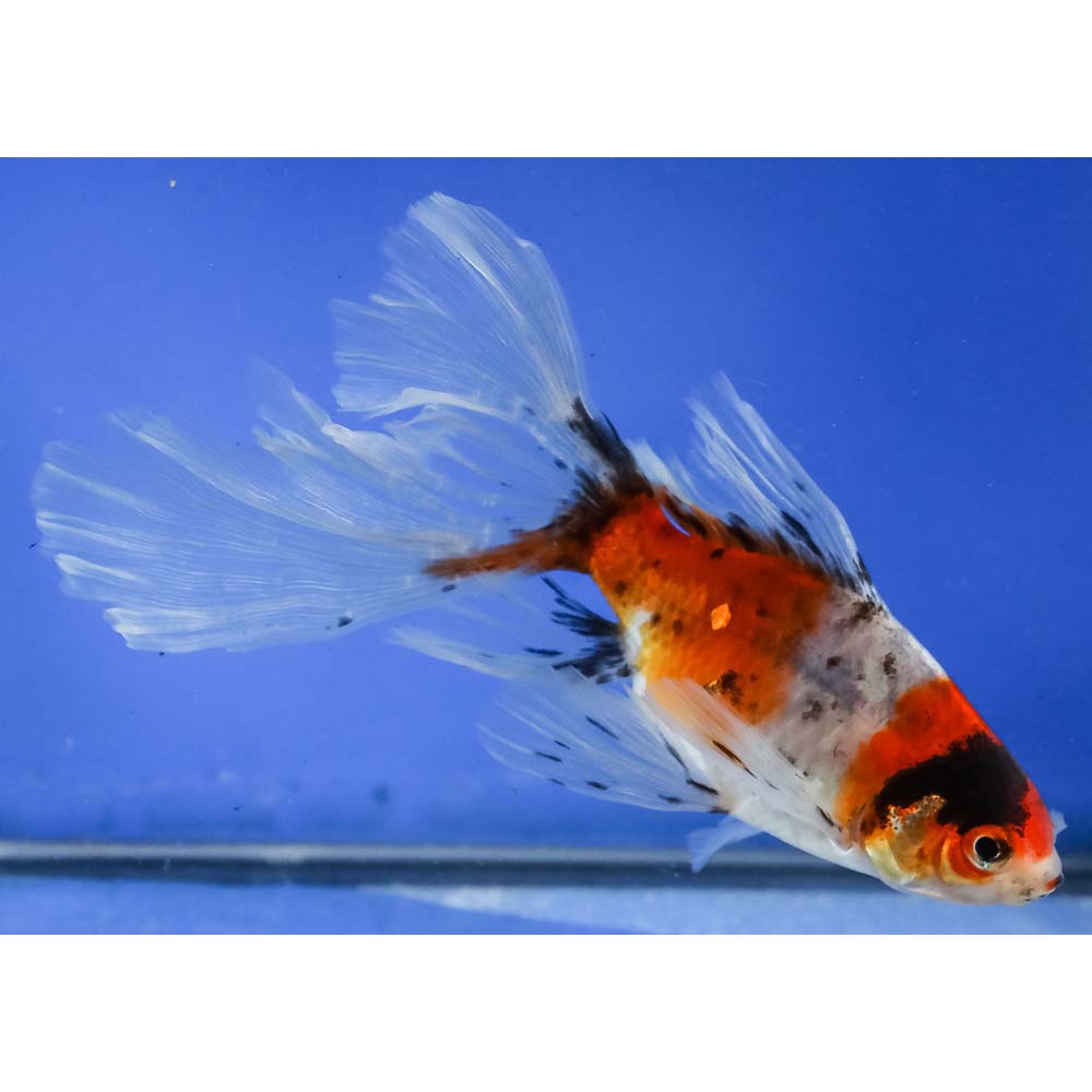 5” Imported Bristol Shubunkin | Koi Fish For Sale