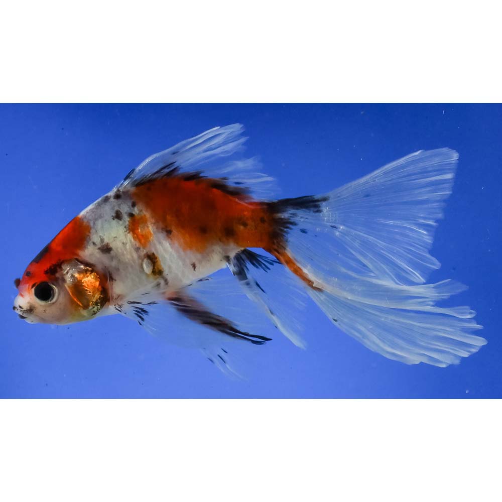 5” Imported Bristol Shubunkin | Koi Fish For Sale