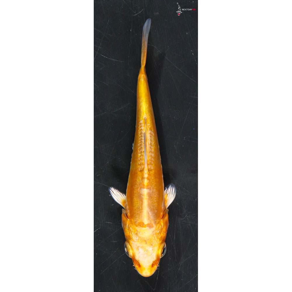 3” Doitsu Yamabuki Ogon | Koi Fish For Sale
