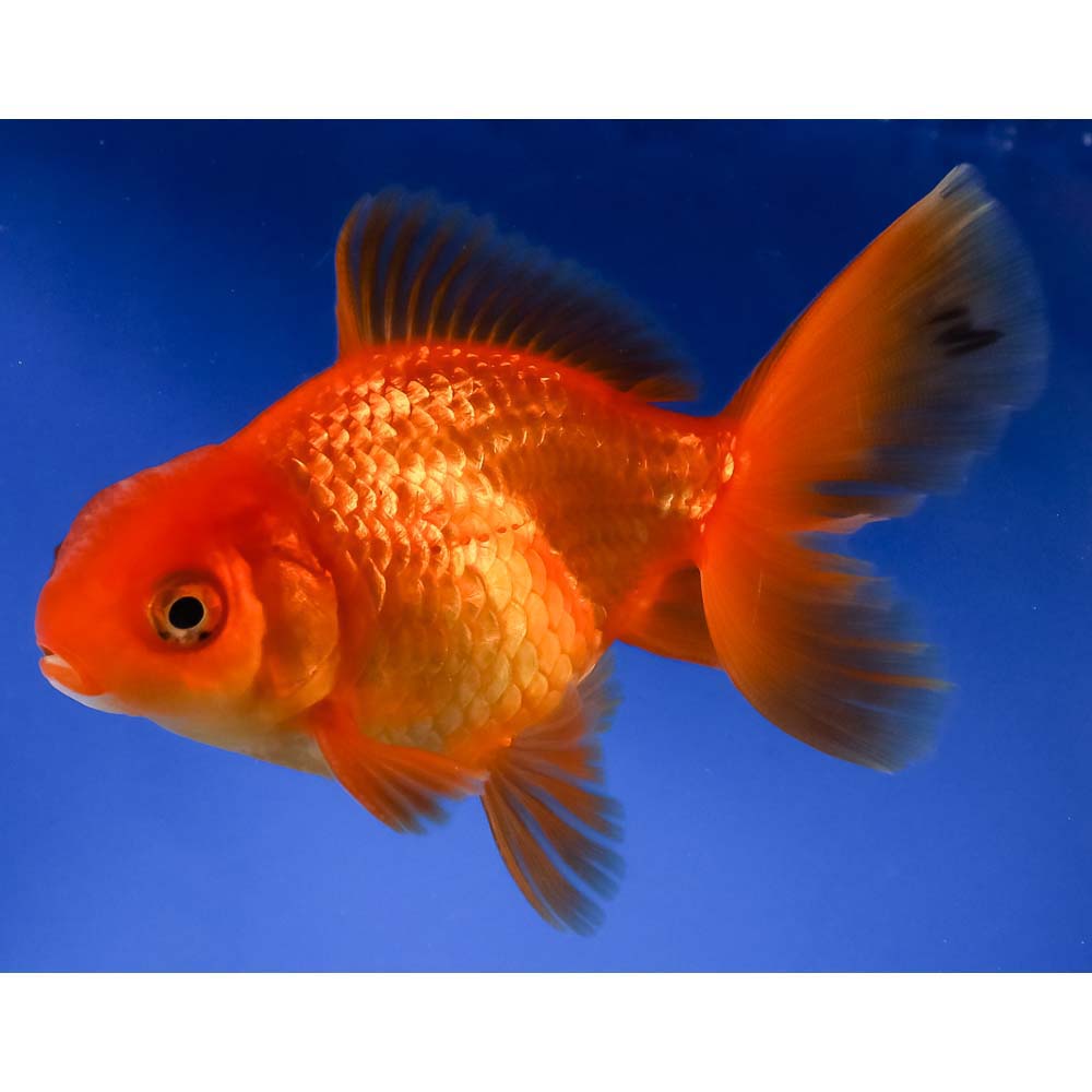 3.5” Imported Male Red Oranda | Koi Fish For Sale