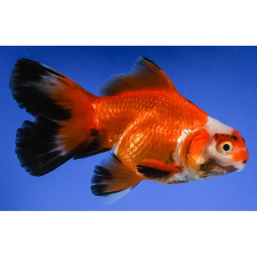 3.5” Imported Tri Color Oranda | Koi Fish For Sale