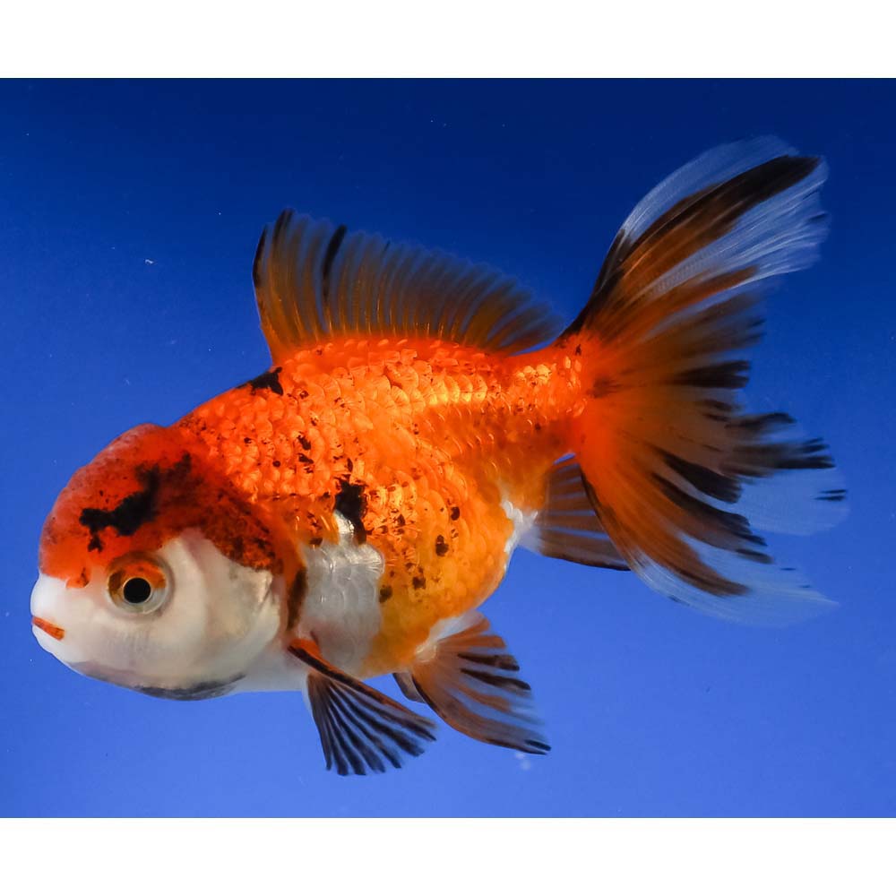 3.5” Imported Tri Color Oranda | Koi Fish For Sale