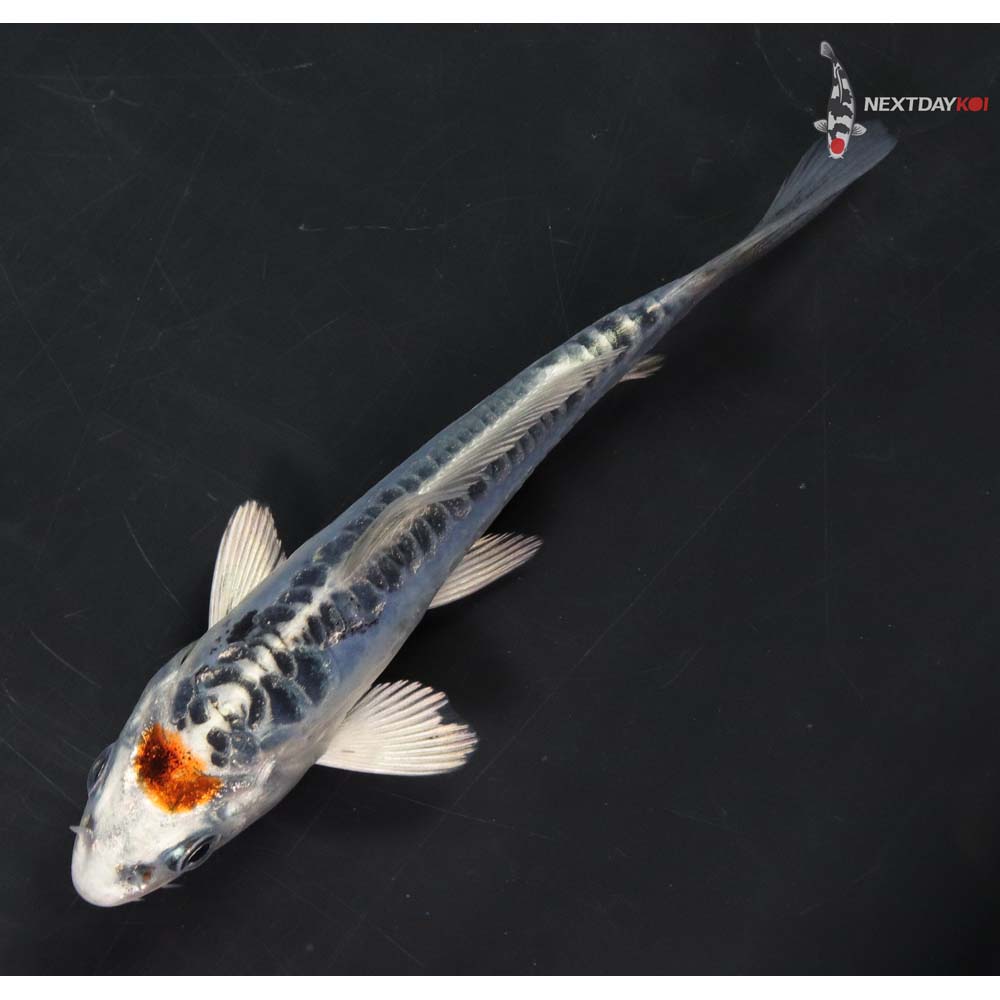 4” Doitsu Blue Kujaku | Koi Fish For Sale