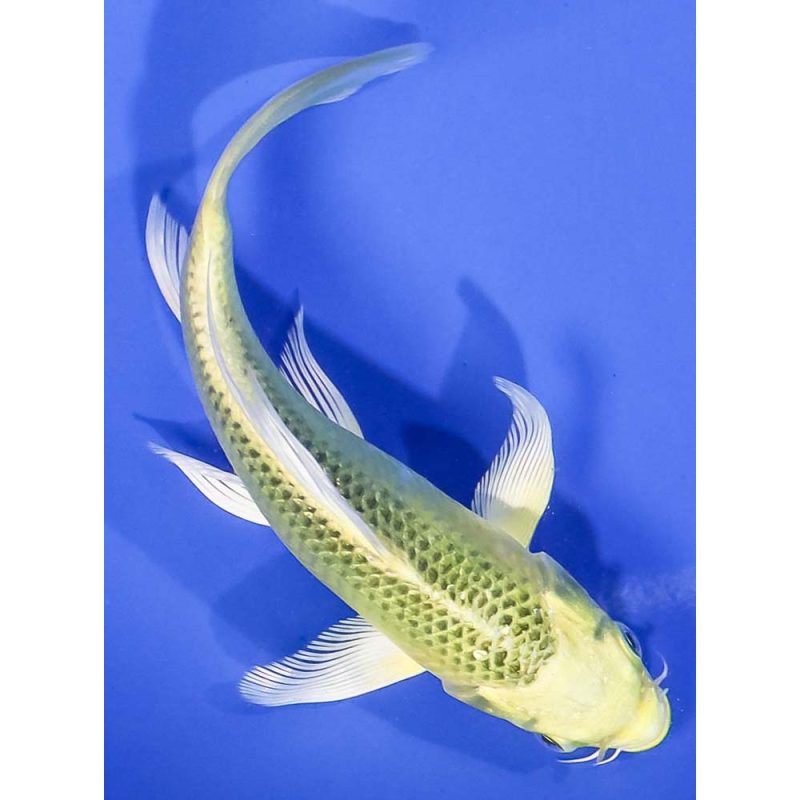 Matsuba Koi Fish For Sale | Next Day Koi