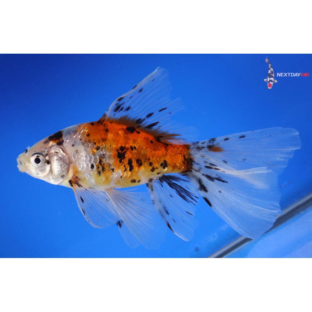 5” Imported Bristol Shubunkin | Koi Fish For Sale
