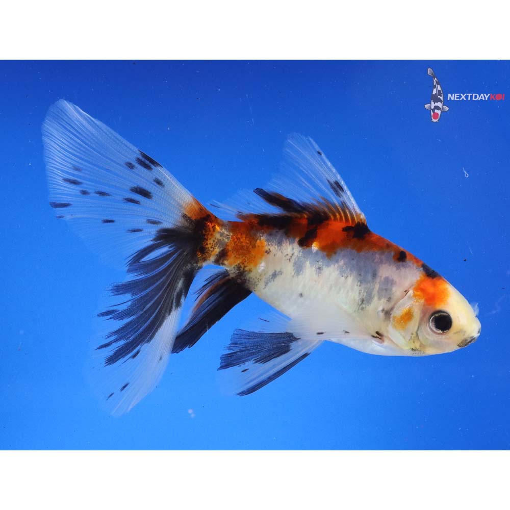 4.5” Imported Male Bristol Shubunkin | Koi Fish For Sale