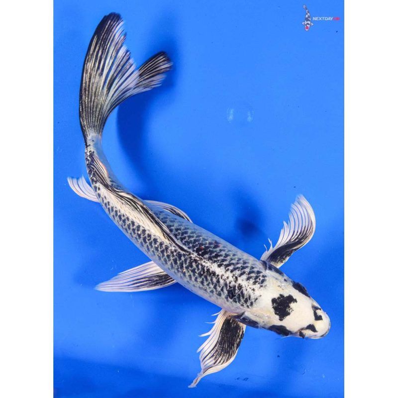 Matsuba Koi Fish For Sale | Next Day Koi