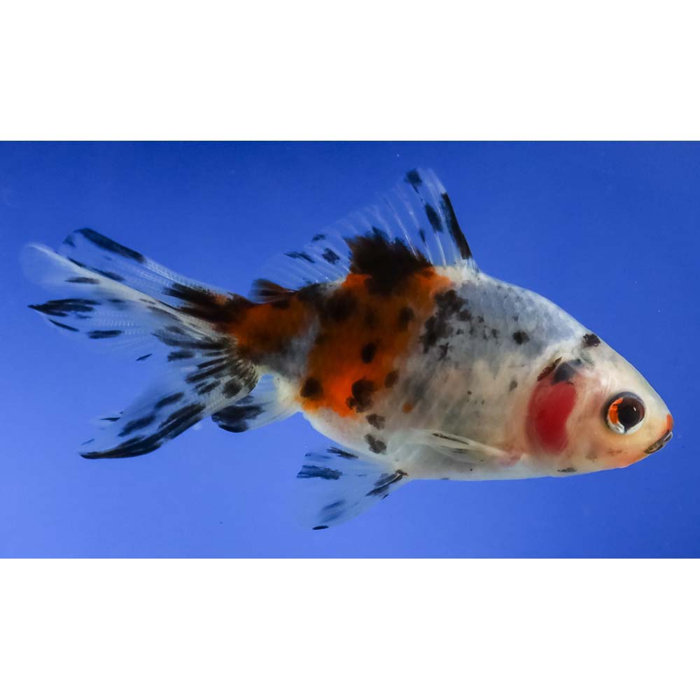 3” Imported Calico Wakin | Koi Fish For Sale