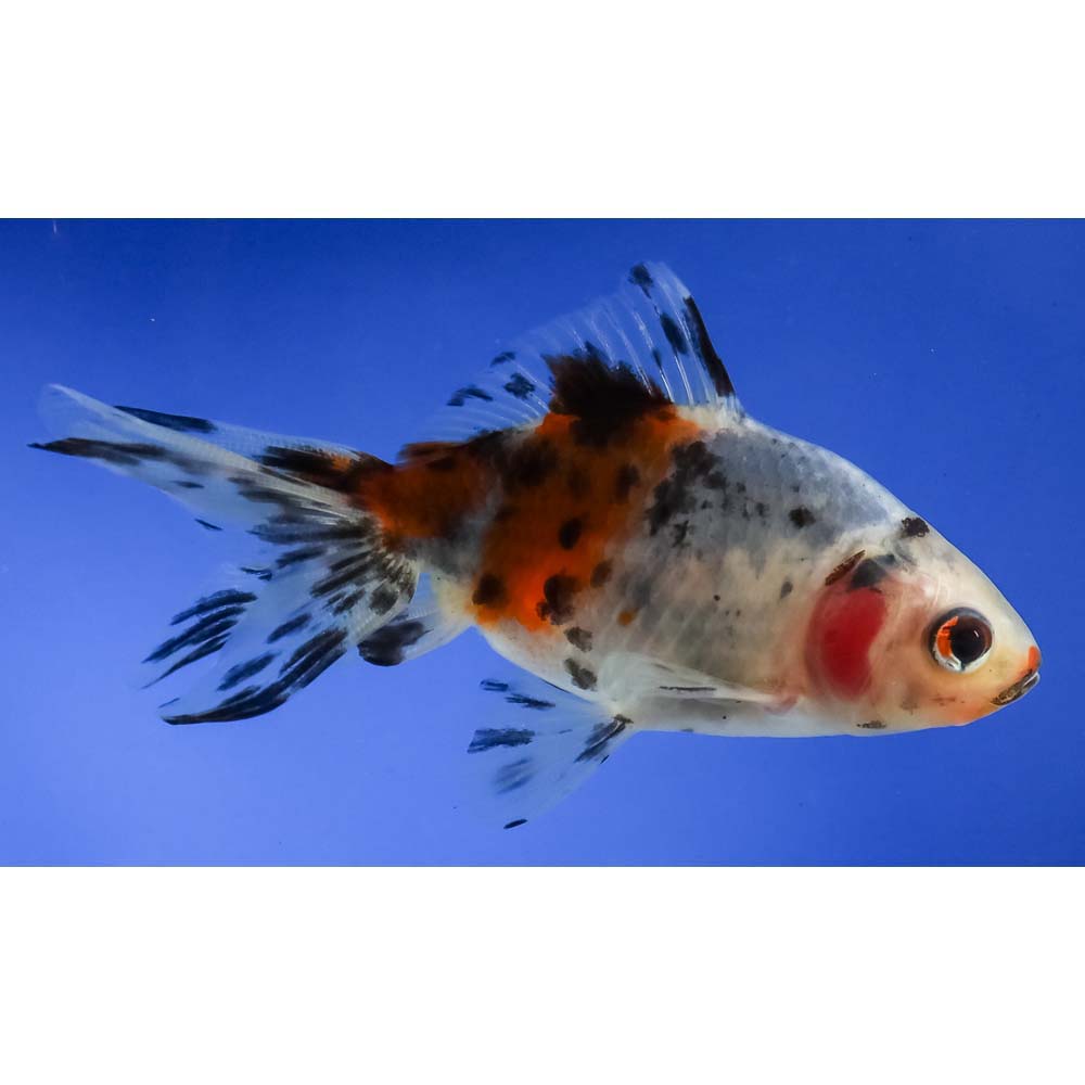 3” Imported Calico Wakin | Koi Fish For Sale