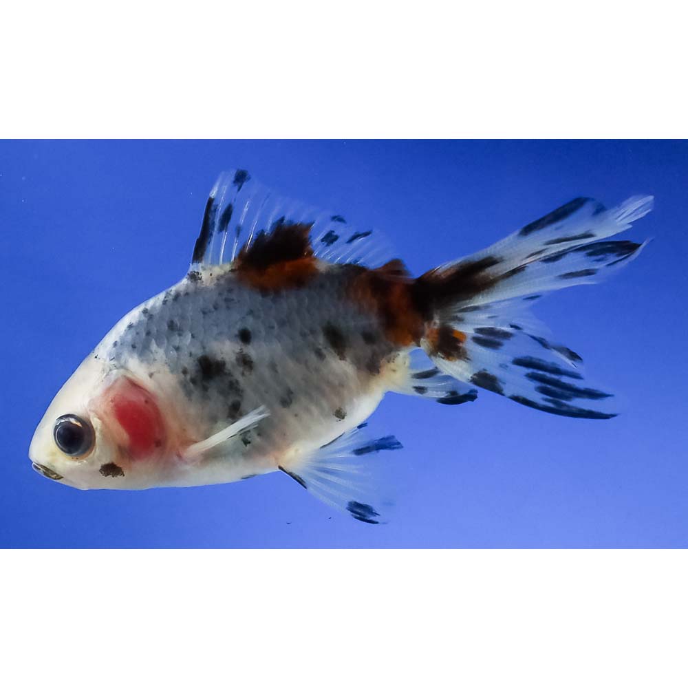 3” Imported Calico Wakin | Koi Fish For Sale