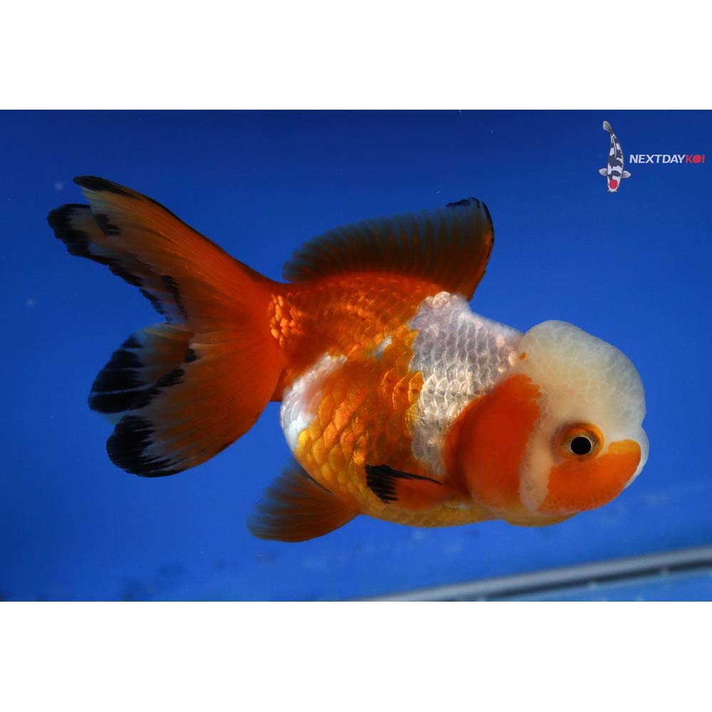 3.5” Imported Tri Color Oranda | Koi Fish For Sale