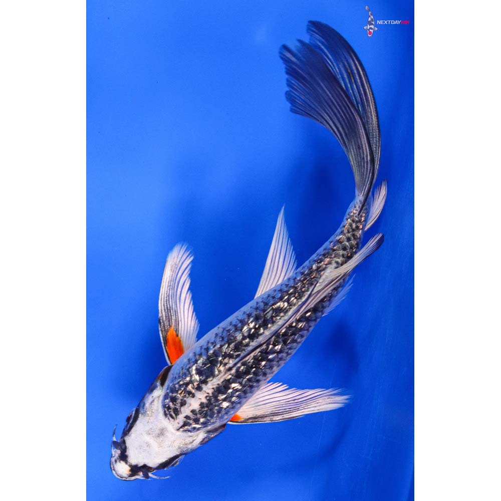 Matsuba Koi Fish For Sale | Next Day Koi
