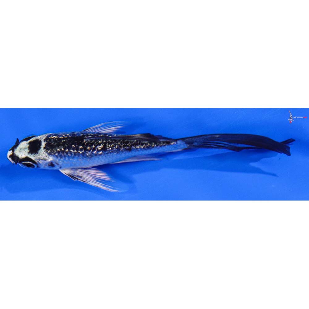 3.5” Imported Gin Rin Gin Matsuba Butterfly Koi | Koi Fish For Sale