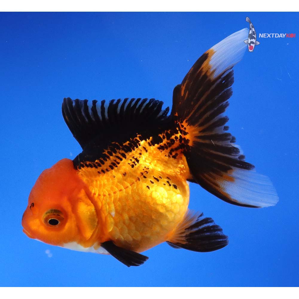 3.5” Imported Tri Color Oranda | Koi Fish For Sale