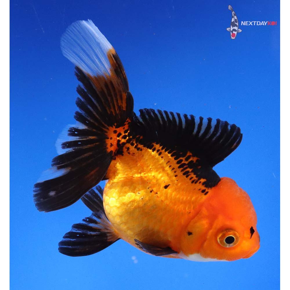 3.5” Imported Tri Color Oranda | Koi Fish For Sale