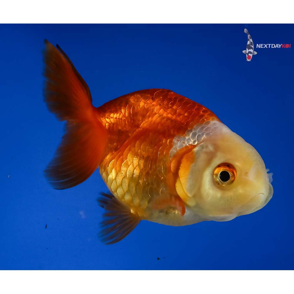 3.5” Imported Red and White Ranchu | Koi Fish For Sale