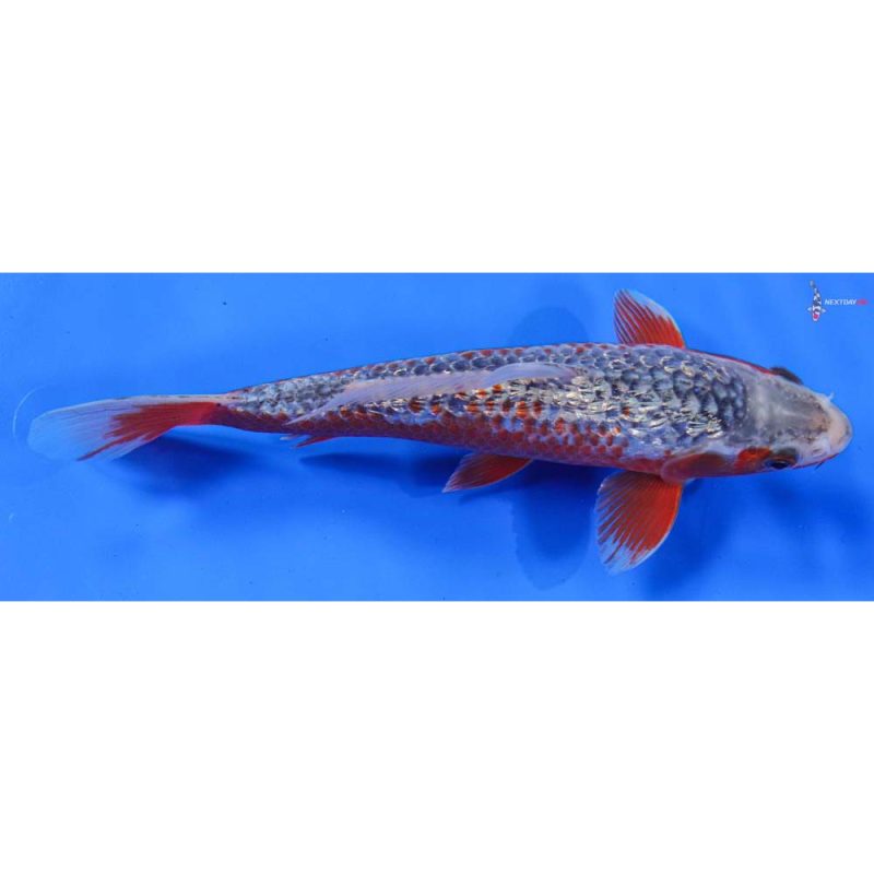 8.5” Imported Gin Rin Asagi | Koi Fish For Sale