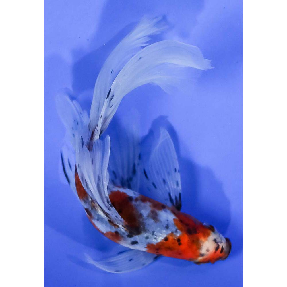 6” Imported Bristol Shubunkin | Koi Fish For Sale