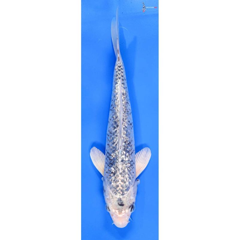 Matsuba Koi Fish For Sale | Next Day Koi
