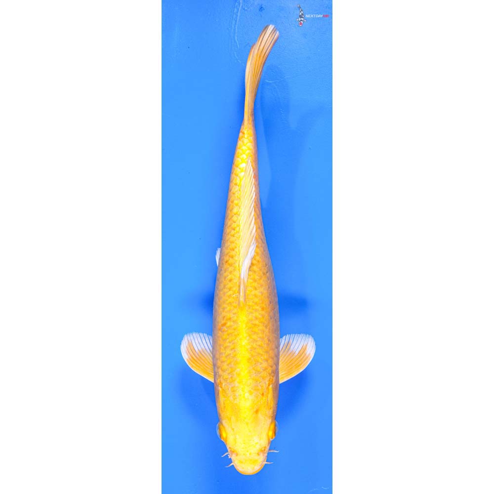 11” Imported Female Yamabuki Ogon | Koi Fish For Sale