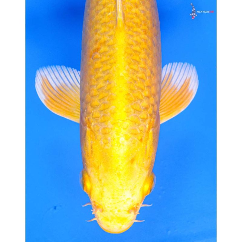 11” Imported Female Yamabuki Ogon | Koi Fish For Sale