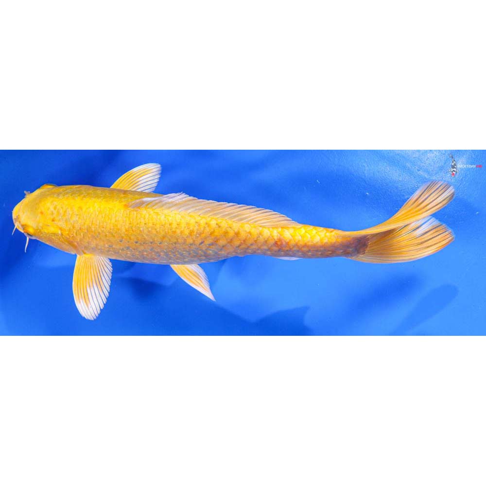 11” Imported Female Yamabuki Ogon | Koi Fish For Sale