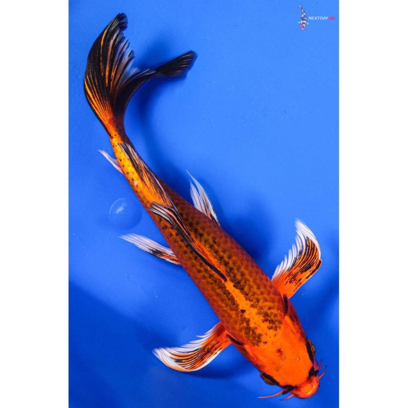 Matsuba Koi Fish For Sale | Next Day Koi