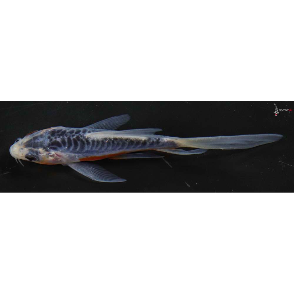 3.5” Imported Blue Shusui Butterfly Koi | Koi Fish For Sale