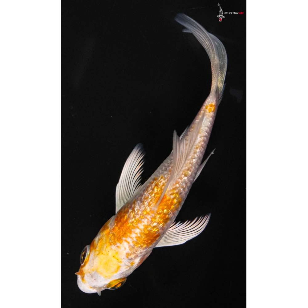 3” Imported Gin Rin Lemon Hariwake Butterfly Koi | Koi Fish For Sale