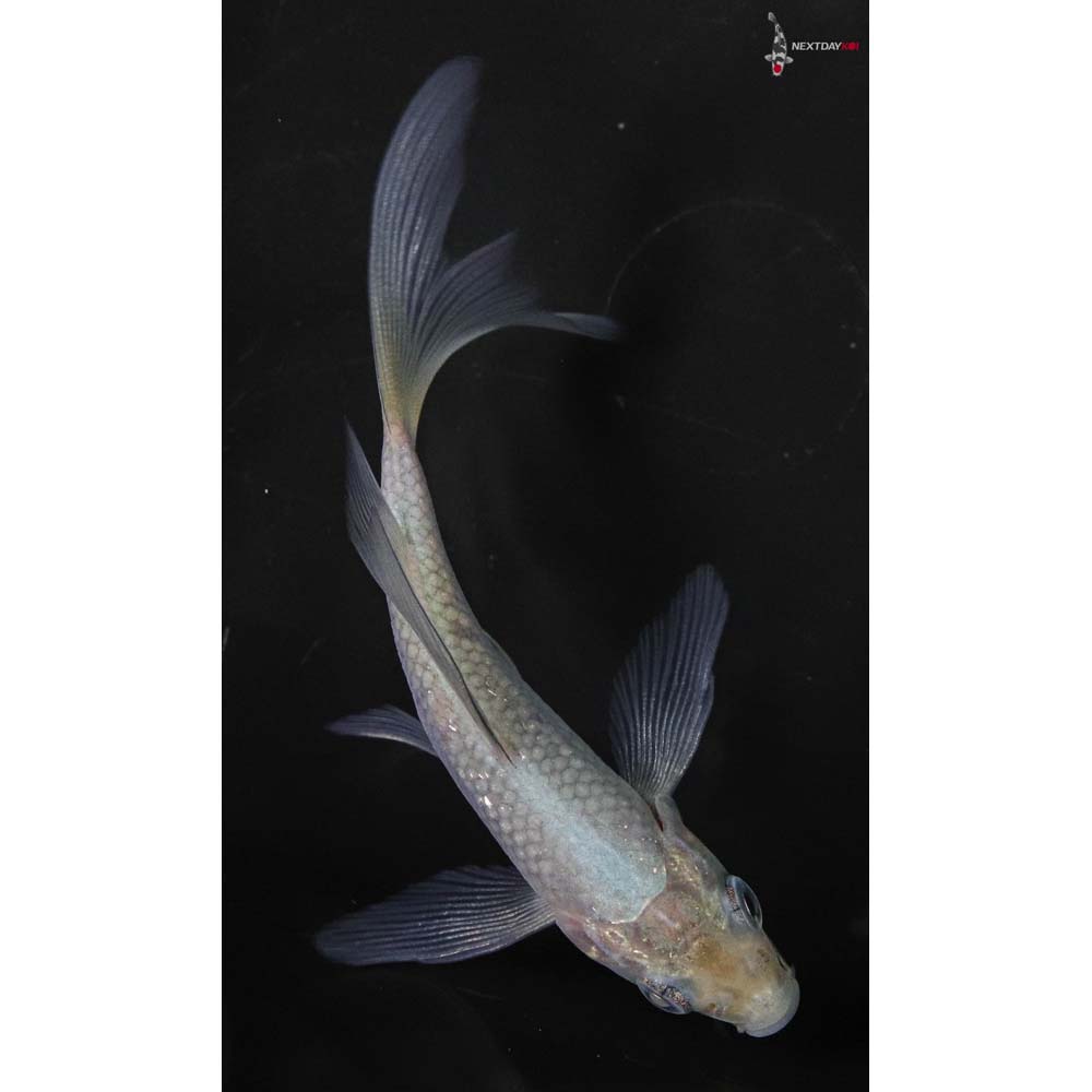 Kawarimono | Koi Fish For Sale | Next Day Koi