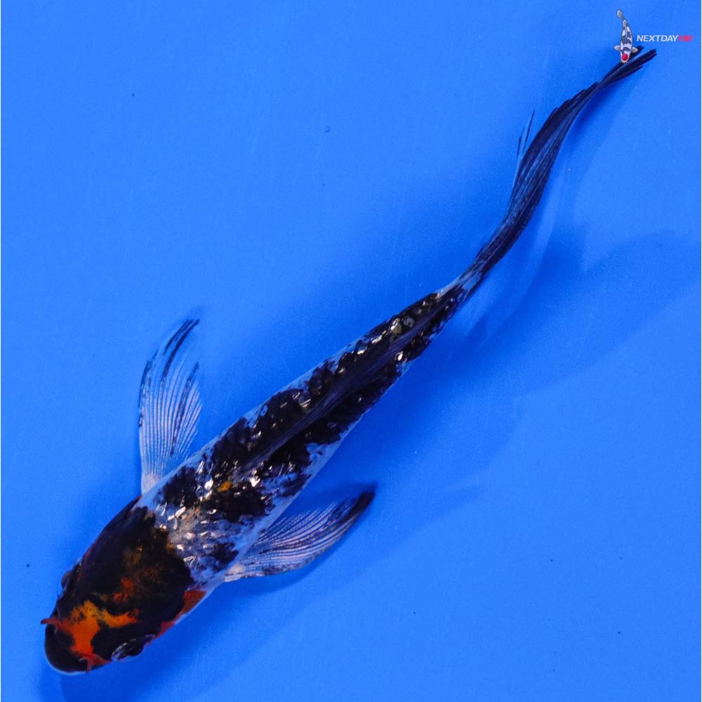 3.5” Imported Gin Rin Yamato Nishiki Butterfly Koi | Koi Fish For Sale